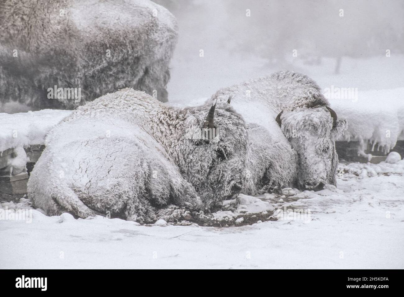 American bison (Bison bison) lying down together, being as still as ...