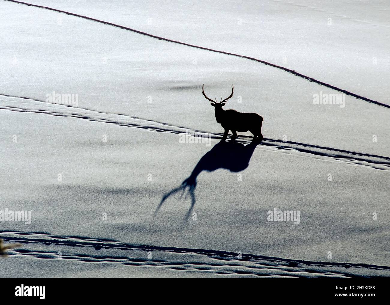 Silhouette of bull elk (Cervus canadensis) standing in a snow covered ...
