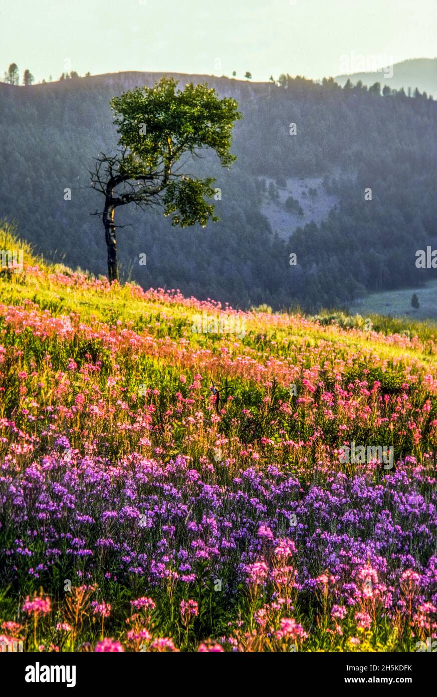 An aspen tree above a field of fireweed, a member of the evening ...