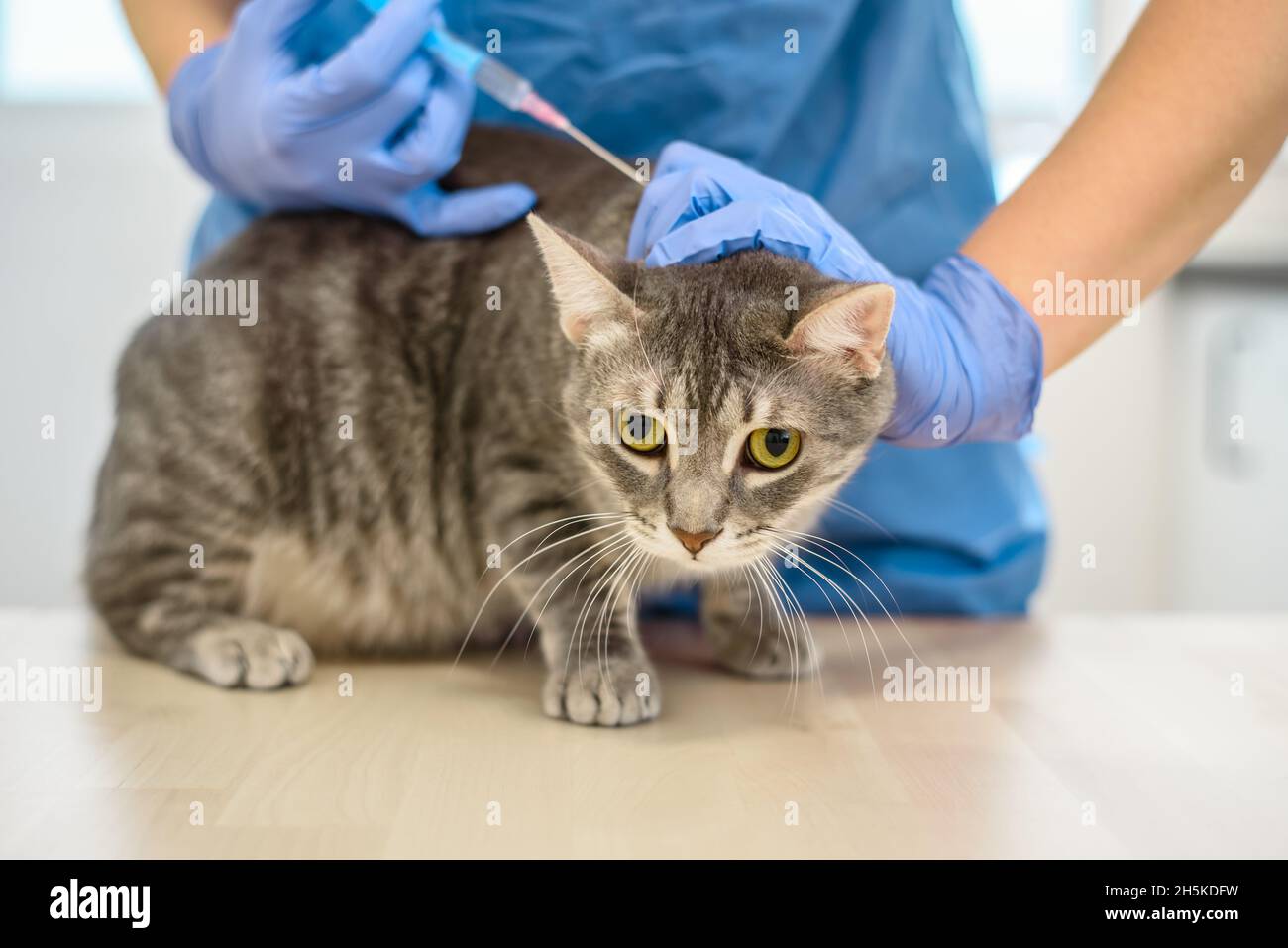 Female veterinarian doctor is giving an injection to a cat Stock Photo ...