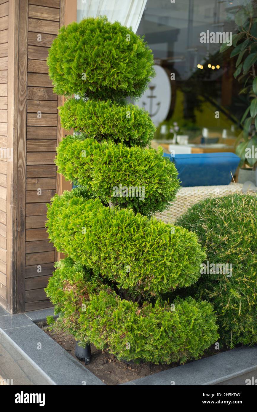 Tree shaped life form hi-res stock photography and images - Alamy