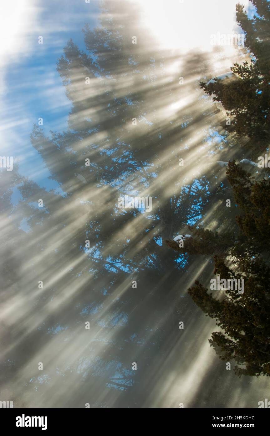 The rays of the sun filter through a tree Stock Photo - Alamy