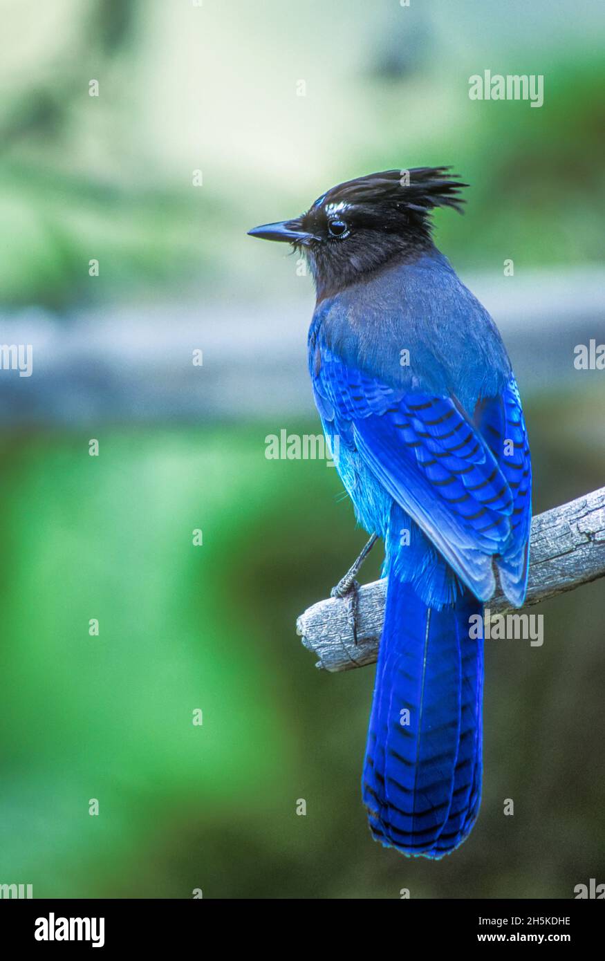 Blue jay portrait cyanocitta hi-res stock photography and images - Alamy