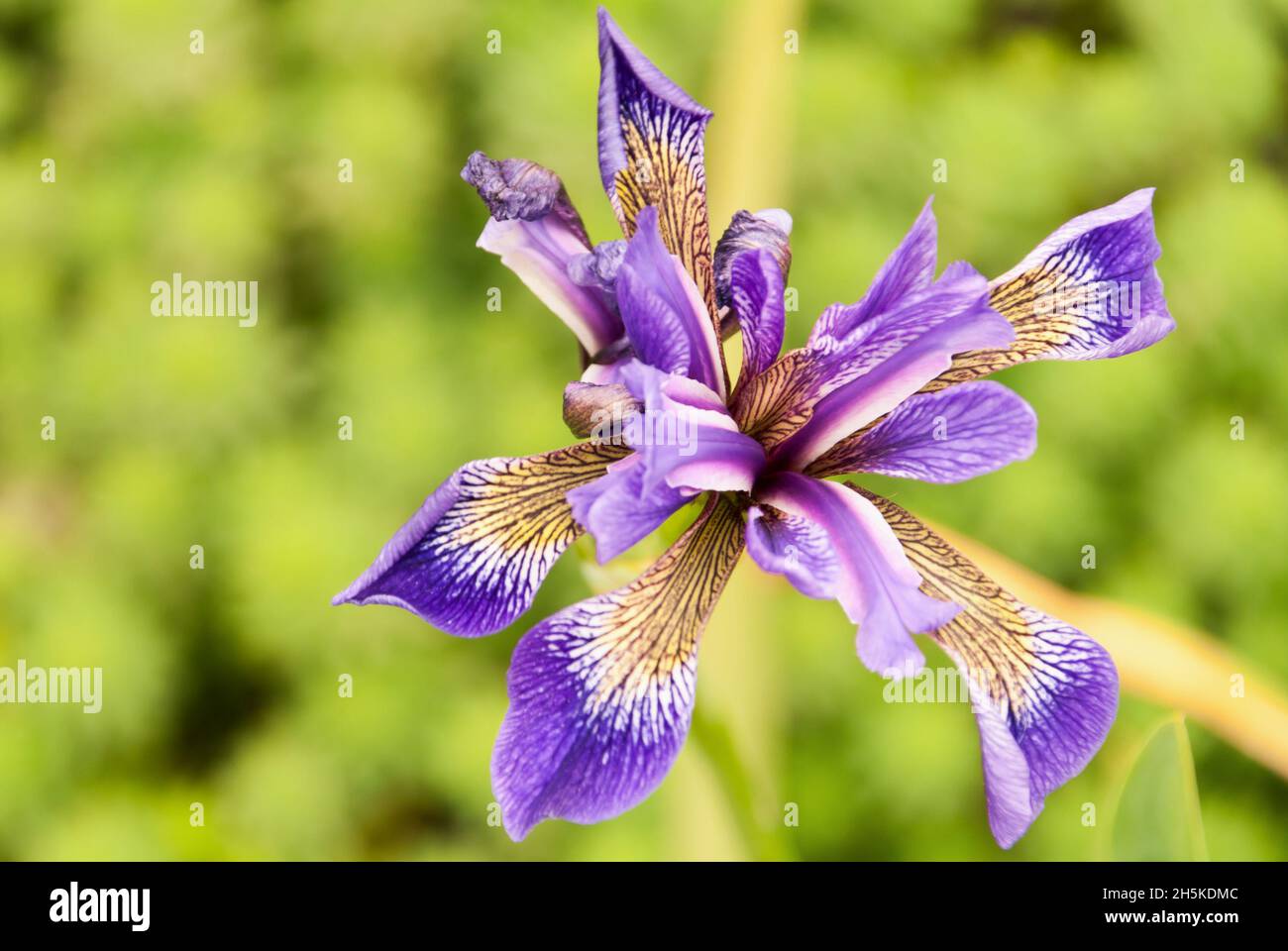Versicolour hi-res stock photography and images - Alamy