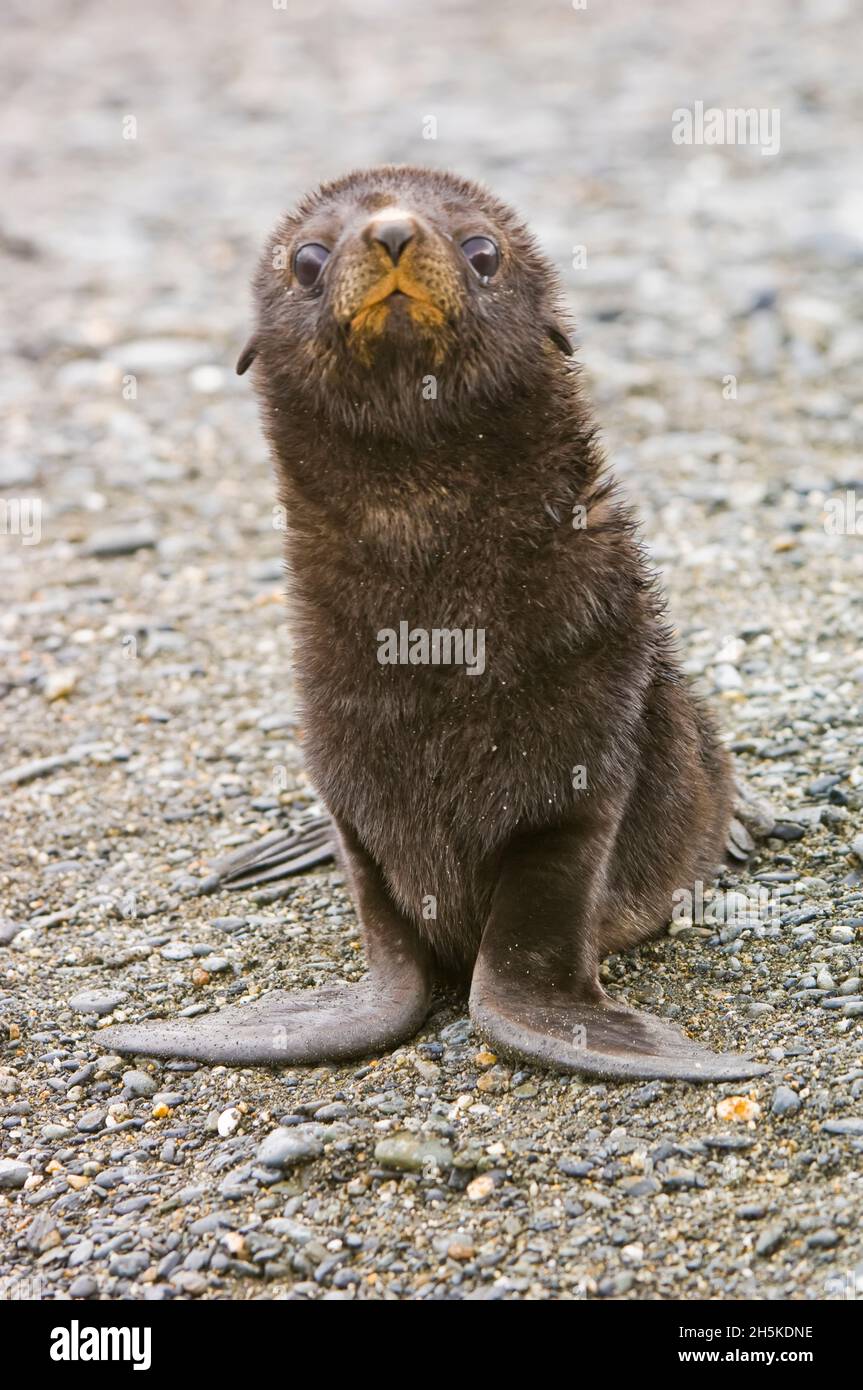 Portrait of an Antarctic fur seal (Arctocephalus gazella) looking ...
