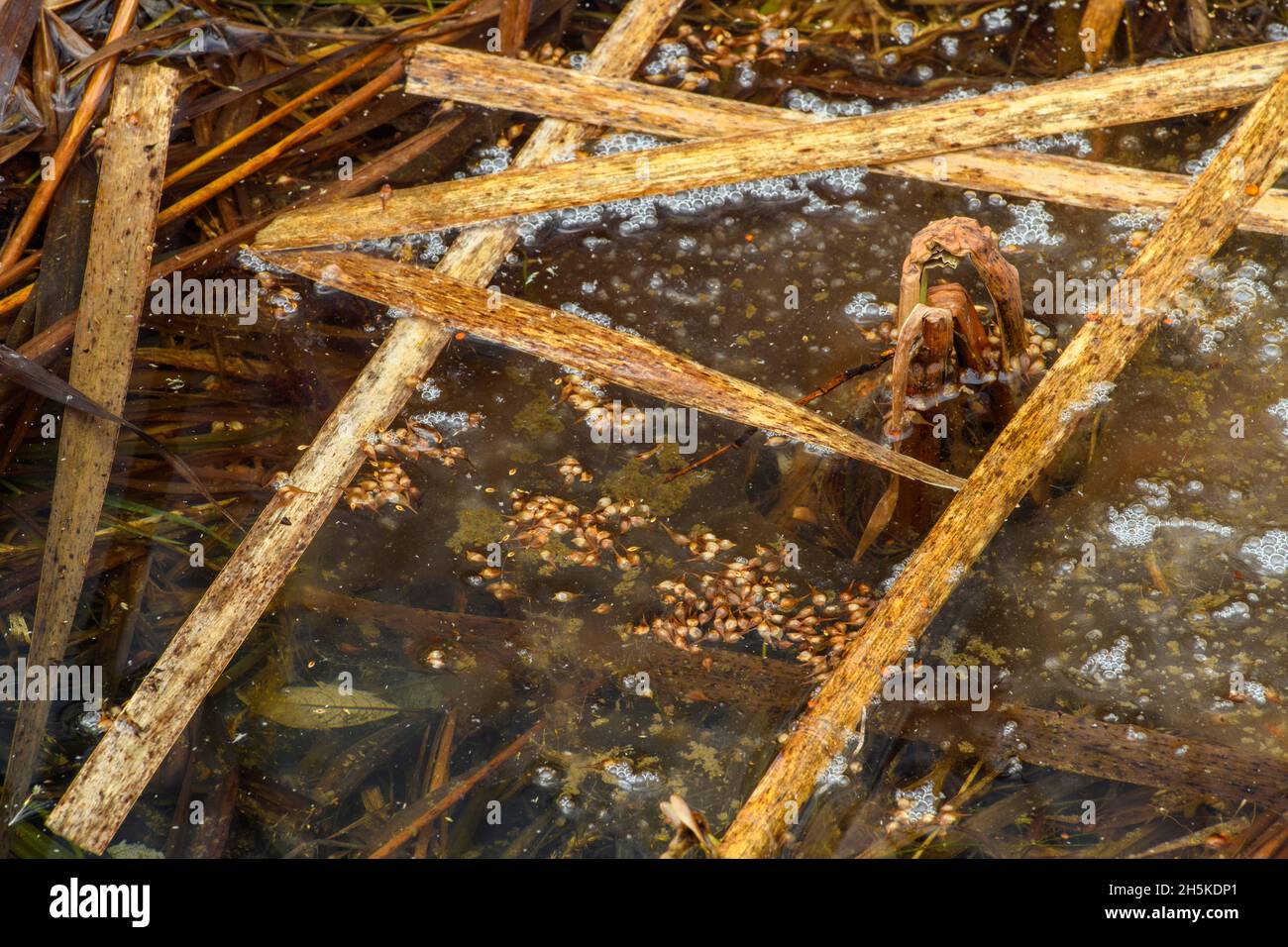 Ice and leaf patterns in a cattail marsh in early spring, Timmins ...