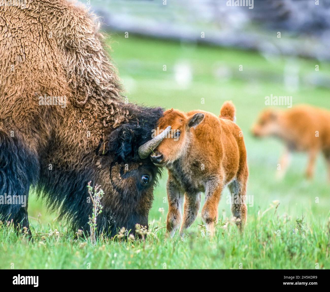 American bison cow (Bison bison) and calf bonding in a grassy field ...