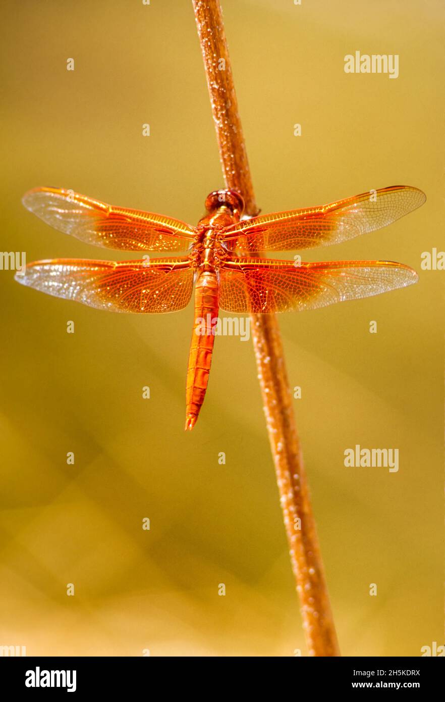 Orange dragonfly, flame skimmer (Libellula saturata) perched on a stick ...