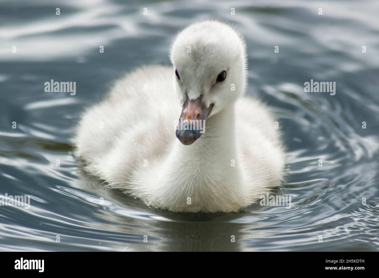 Close-up of a trumpeter swan cygnet (Cygnus buccinator) swimming in the ...