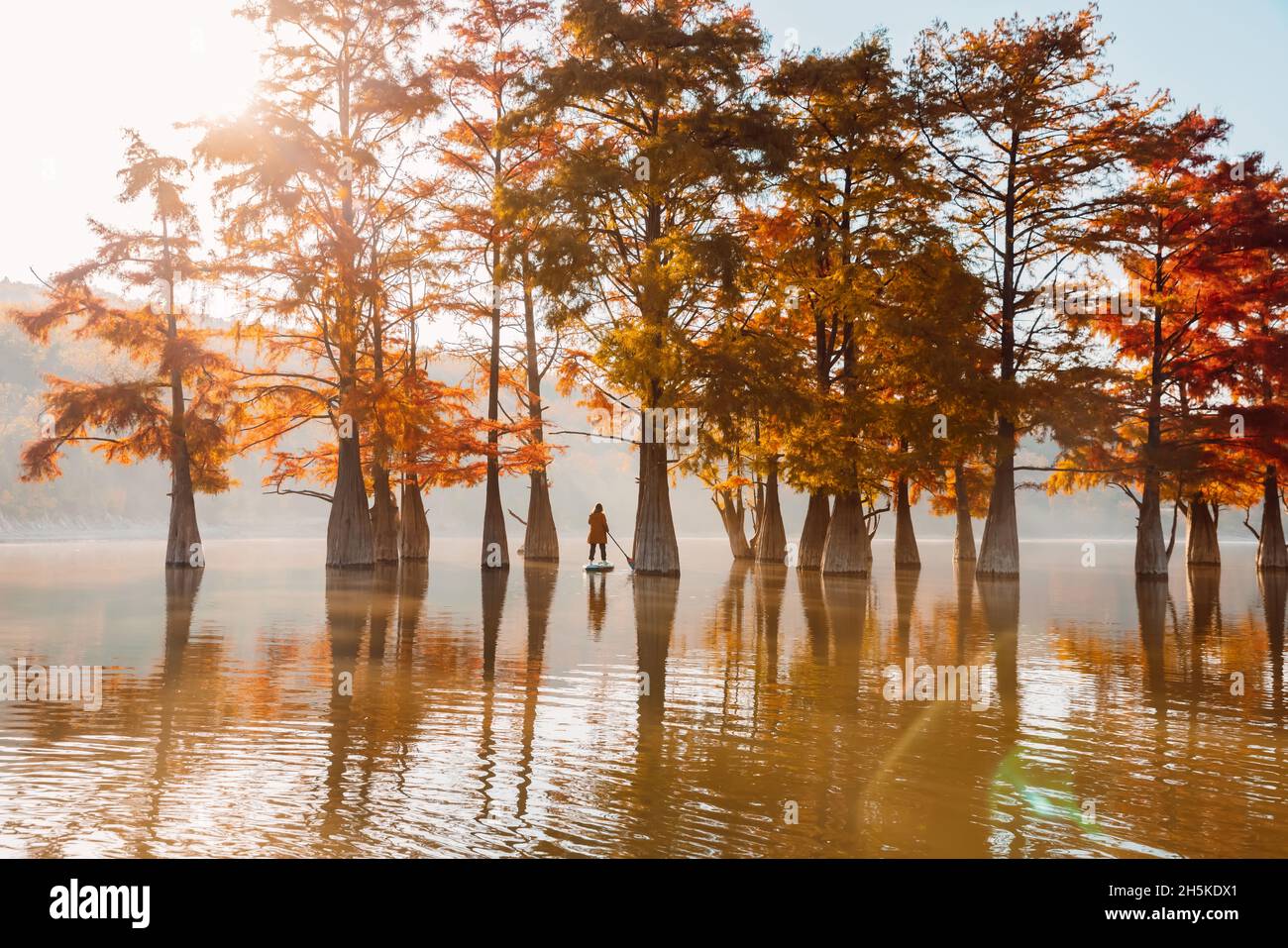 Paddle boarder at the lake with swamp cypress trees in autumn ...