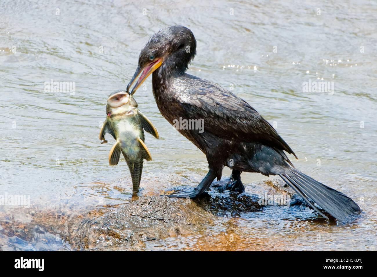 Cormorant eating feeding feeding hi-res stock photography and images ...