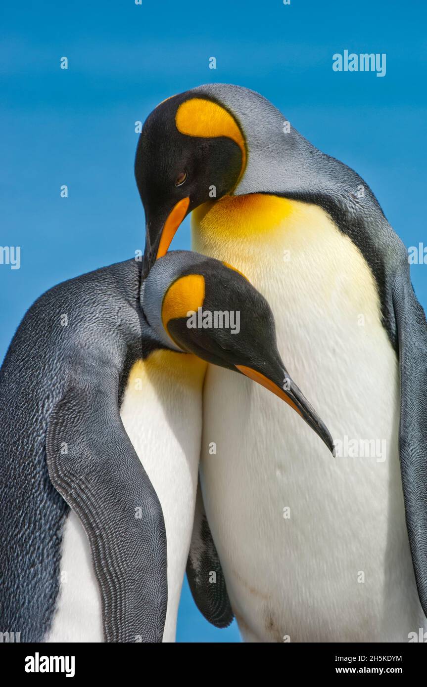 Close-up of two king penguins (Aptenodytes patagonicus) hugging each ...