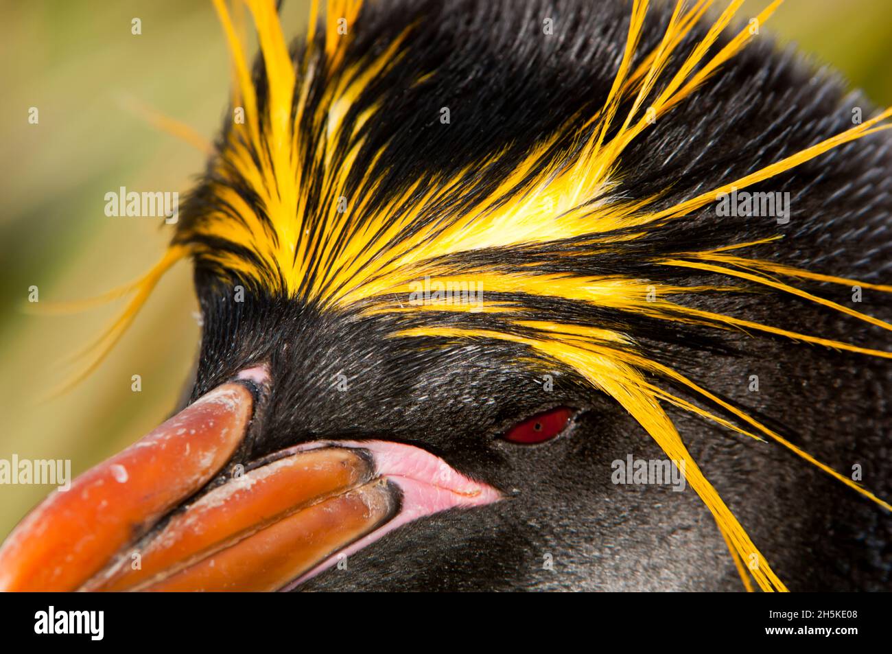Close-up portrait of a macaroni penguin (Eudyptes chrysolophus) with ...