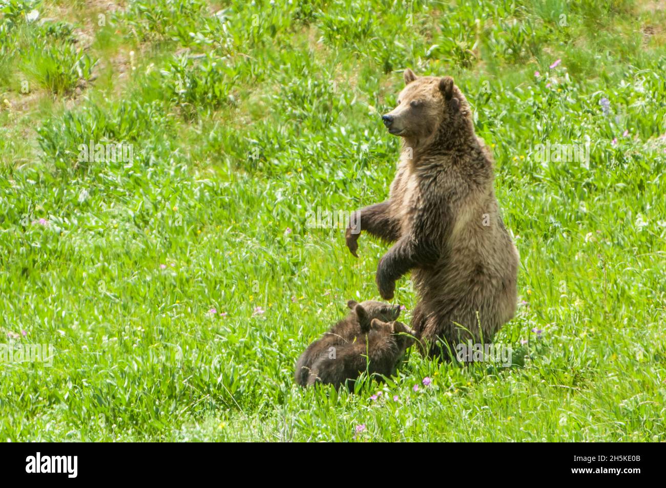 Protective Mama Bear