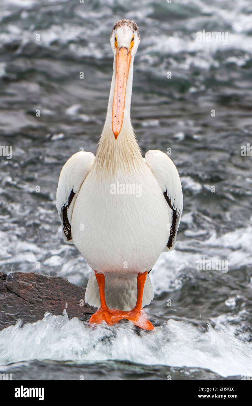 White american pelican front view hi-res stock photography and images ...