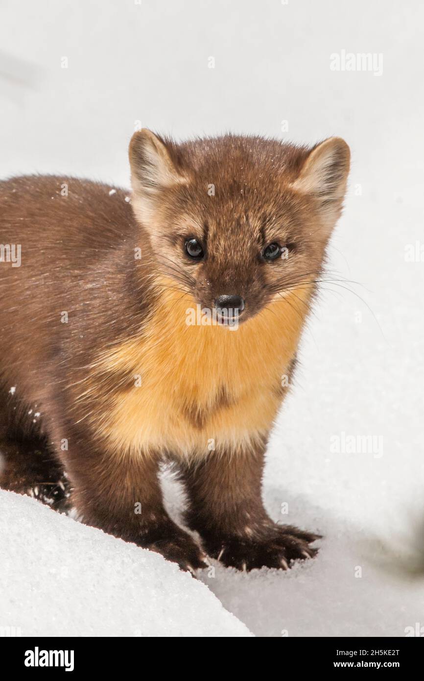 Portrait of an American marten (Martes americana) standing in the snow ...