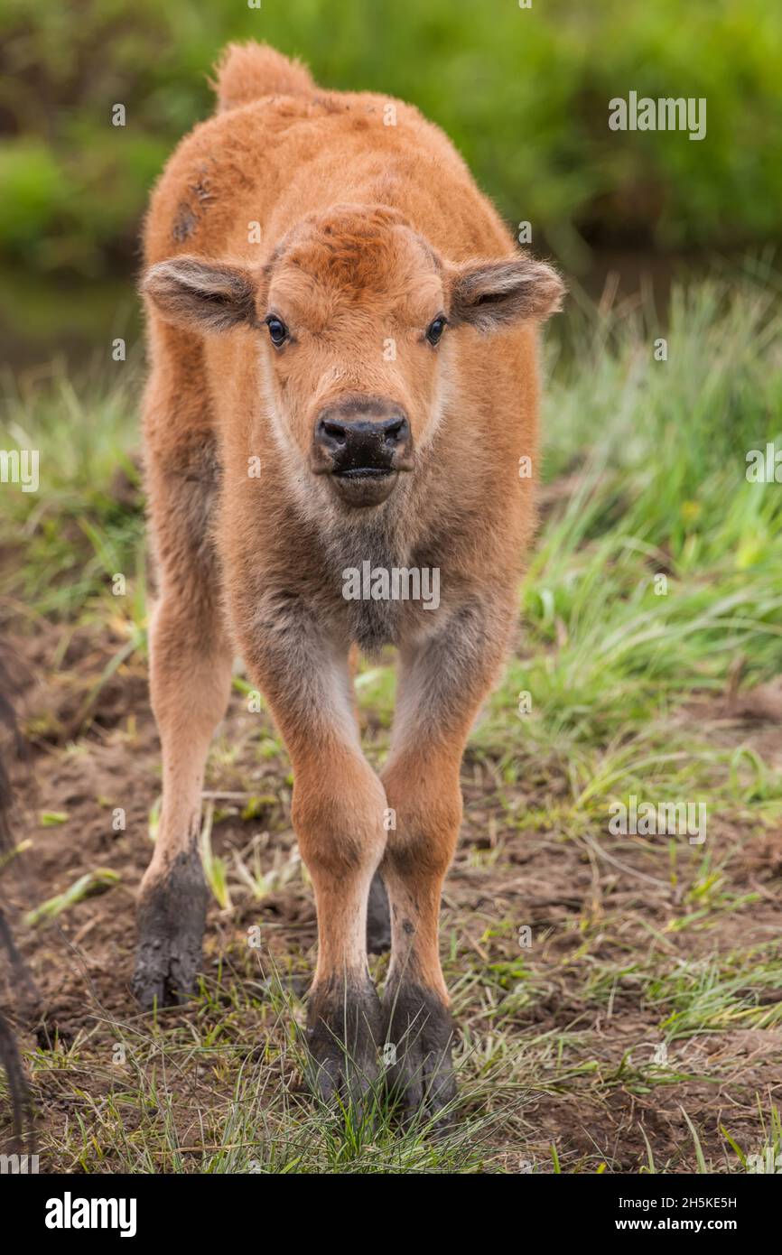 A buffalo calf standing Stock Photo - Alamy