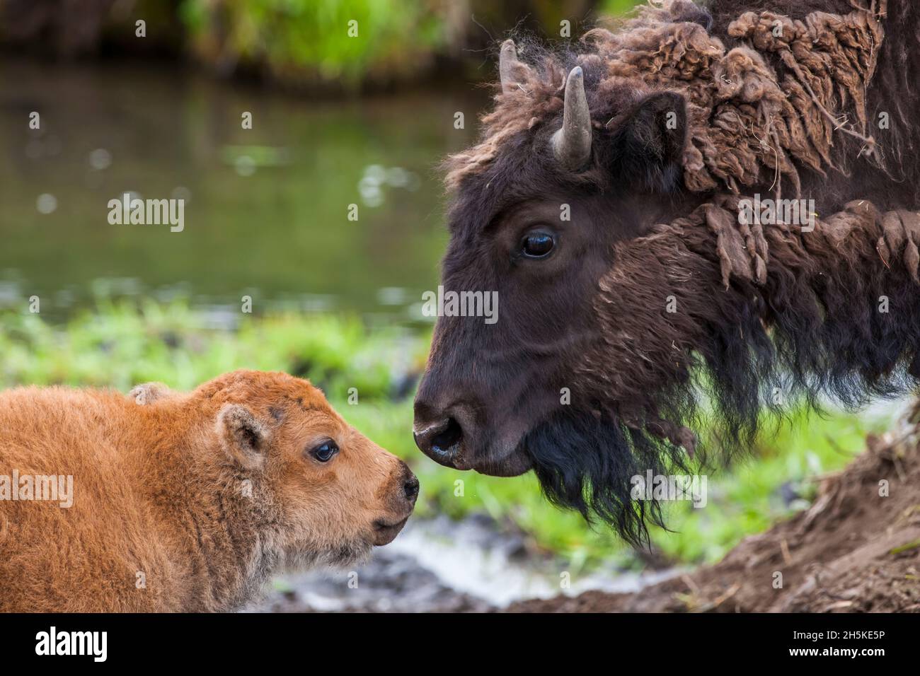 Adorable Baby Bison