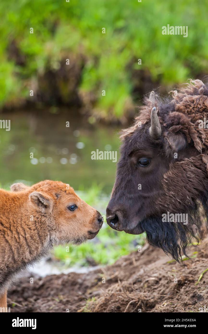 Adorable Baby Bison