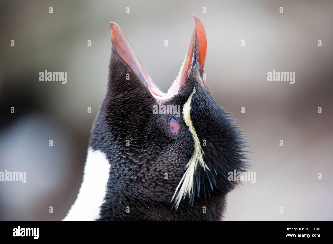 Spiky head crest hi-res stock photography and images - Alamy