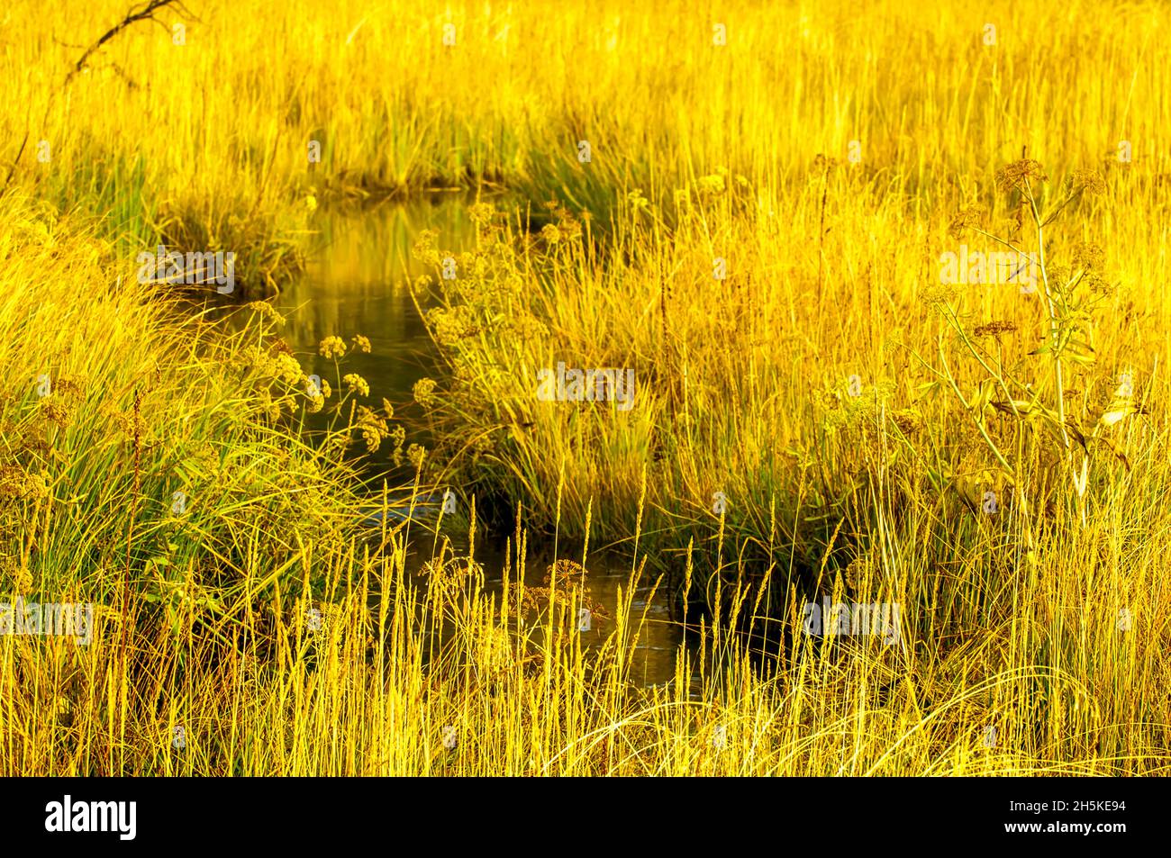 Gold colors hi-res stock photography and images - Alamy