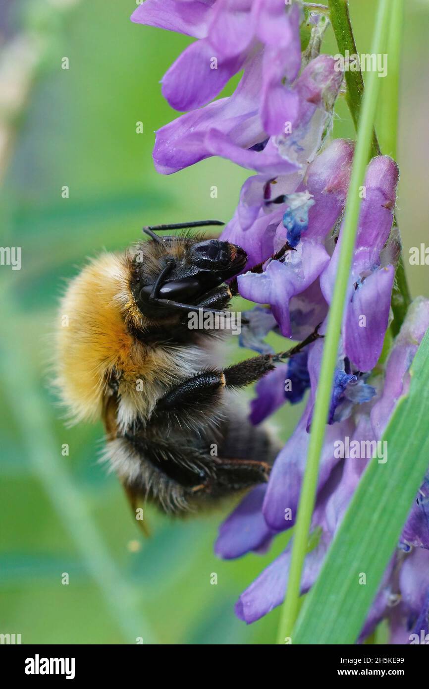 Bombus boreal hi-res stock photography and images - Alamy