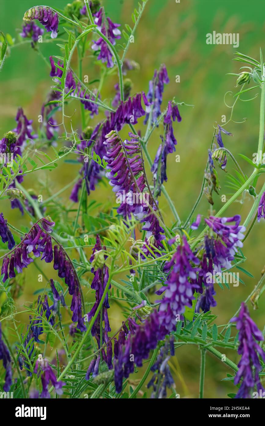 Vertical closeup on the bicolored blue hairy or winter vetch, Vicia ...