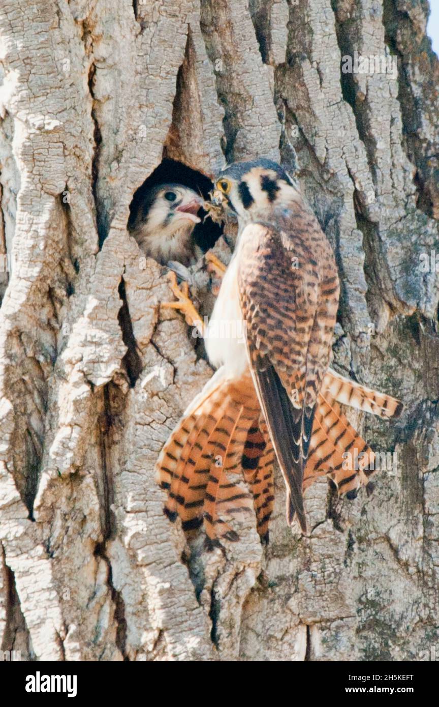 Portrait of an American kestrel (Falco sparverius) bringing food to the ...