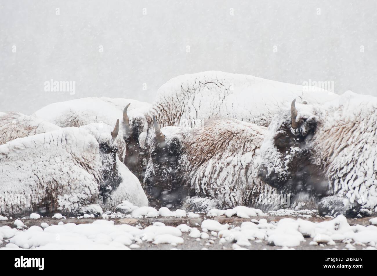 Resting place in buffalo hi-res stock photography and images - Alamy