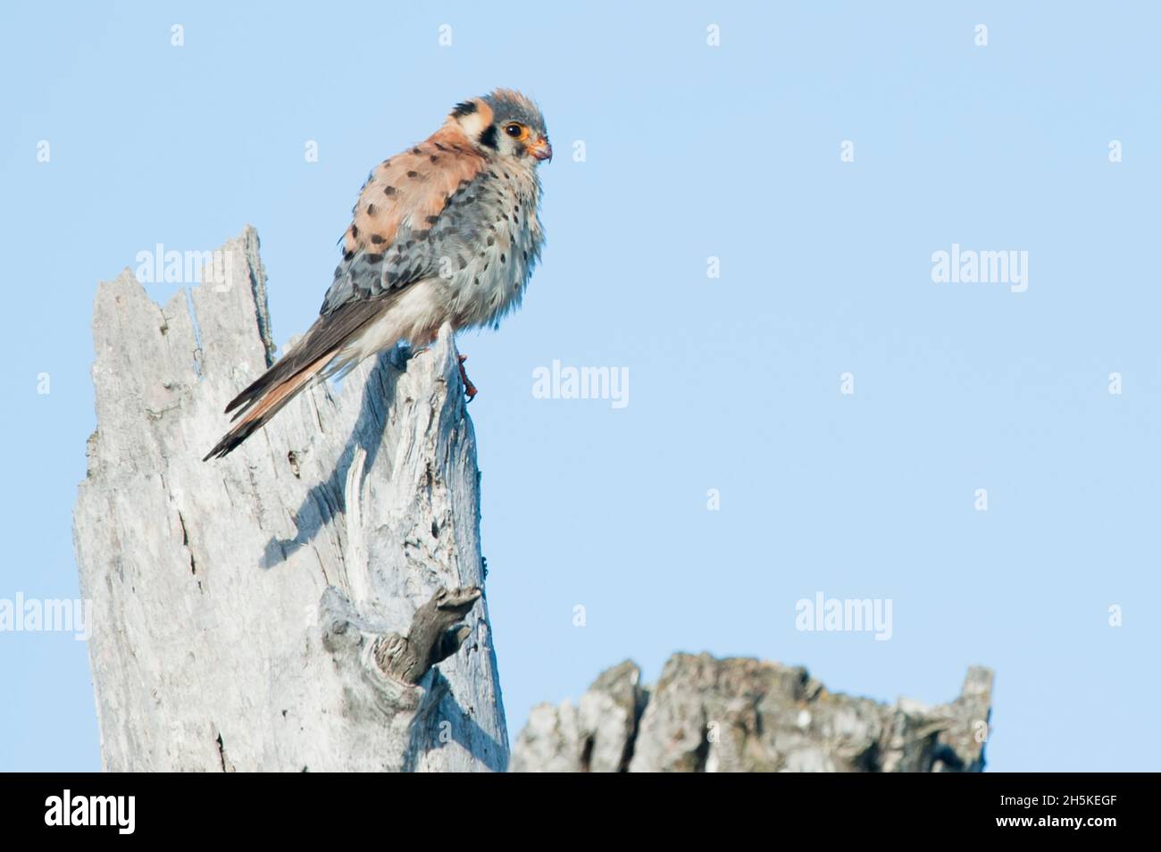 Portrait of an American kestrel (Falco sparverius) sitting on top of a ...