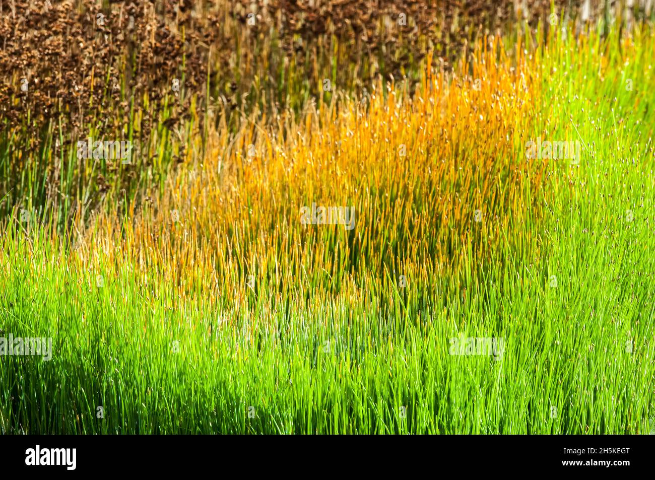 Detail of a field of sedge grass in autumn Stock Photo - Alamy