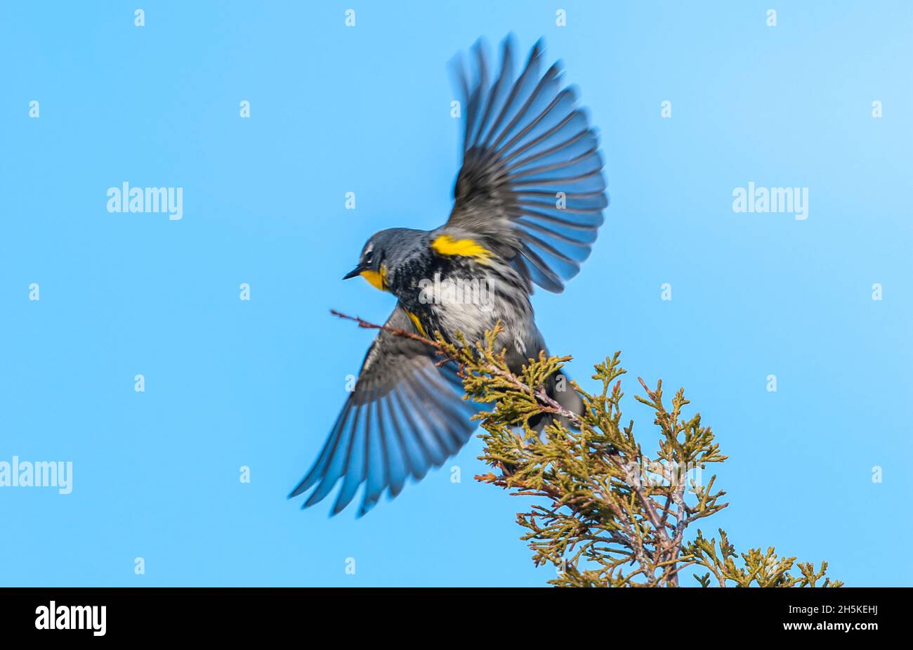 Yellow warbler in flight hi-res stock photography and images - Alamy