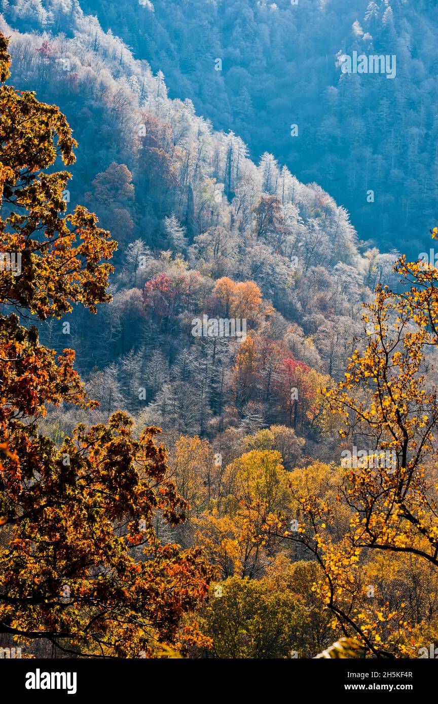 Colorful, golden fall foliage on the mountainside in Great Smokies ...