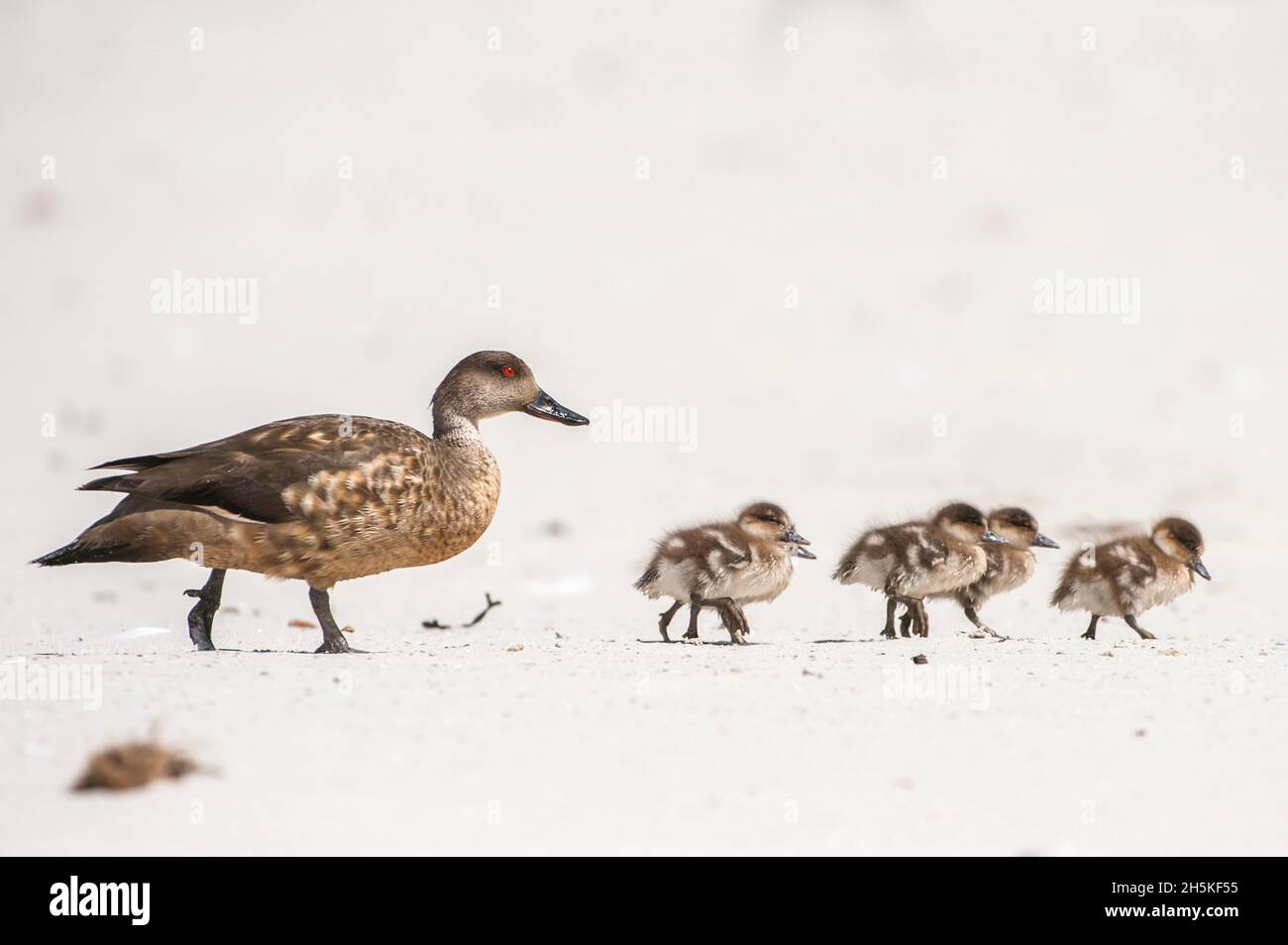 Birds walking in a row hi-res stock photography and images - Alamy