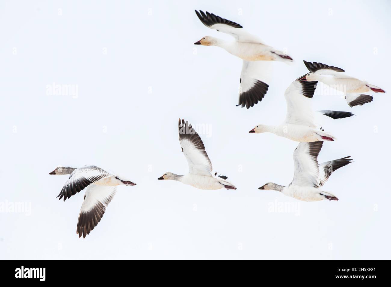 A flock of snow geese in flight Stock Photo - Alamy