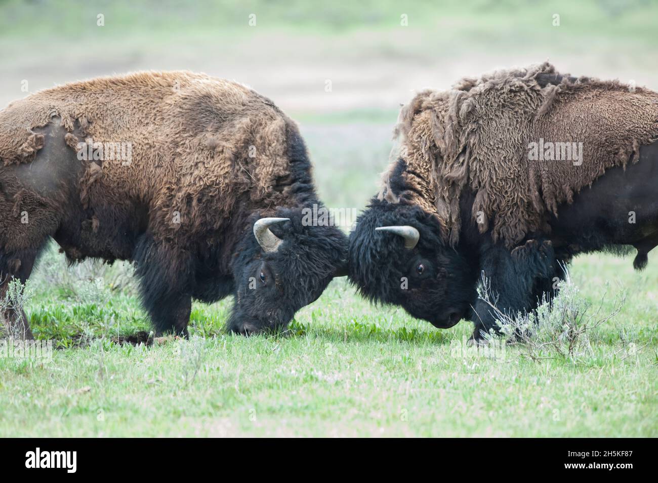 Butting heads hi-res stock photography and images - Alamy