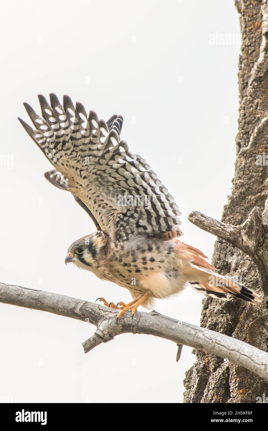Kestrel wings hi-res stock photography and images - Alamy