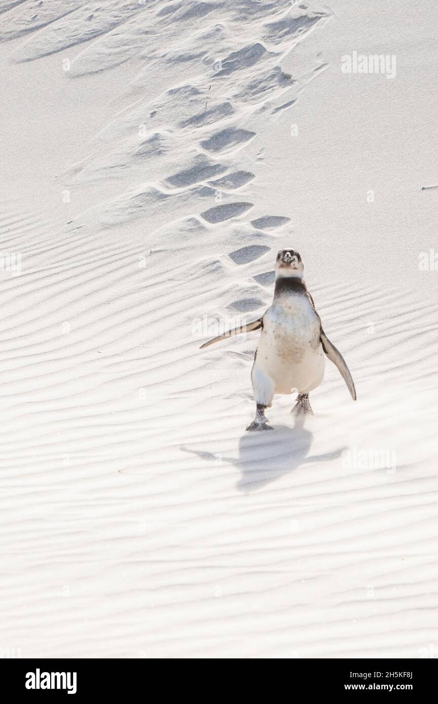 A magellanic penguin (Spheniscus magellanicus) walking down a sandy ...