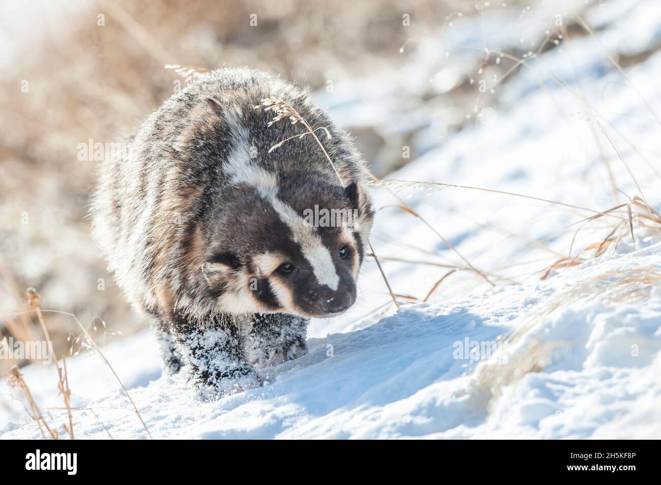 American badger nose hi-res stock photography and images - Alamy