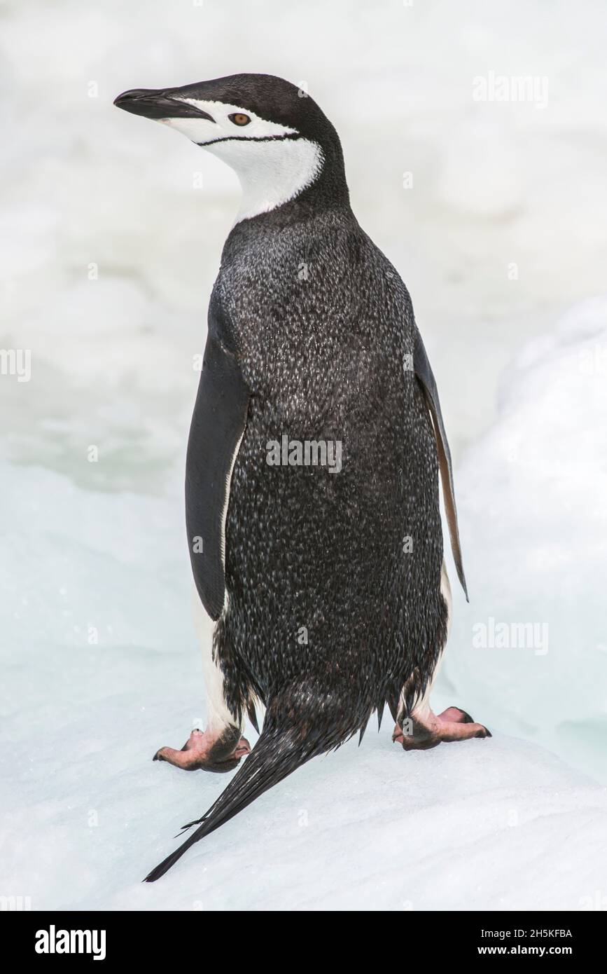 Close-up view taken from behind of an adult chinstrap penguin ...