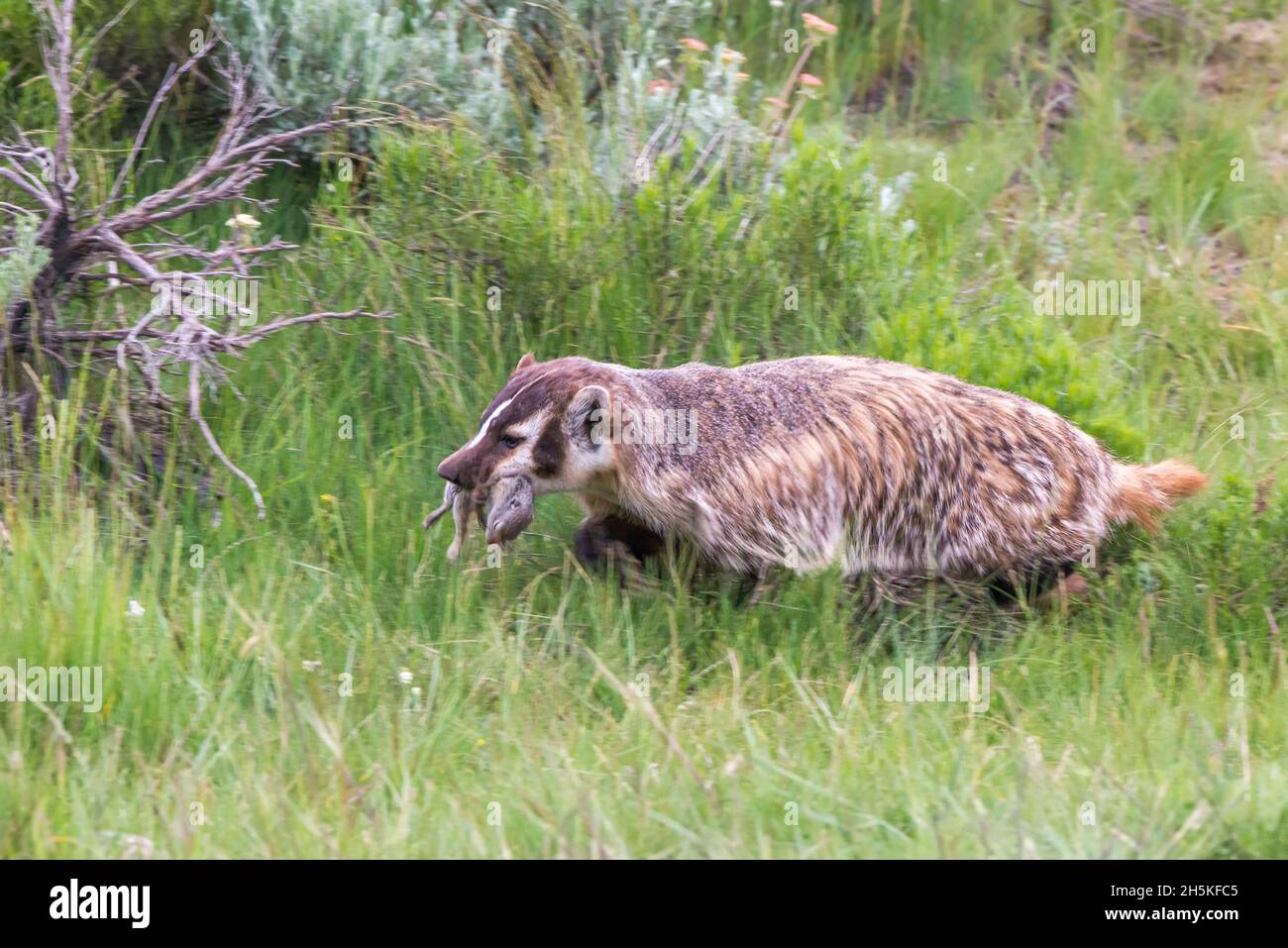 American badger (Taxidea taxus) walking in the grass carrying prey ...