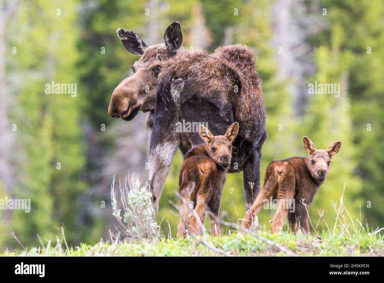 View taken from behind of a cow moose (Alces alces) and her two calves ...