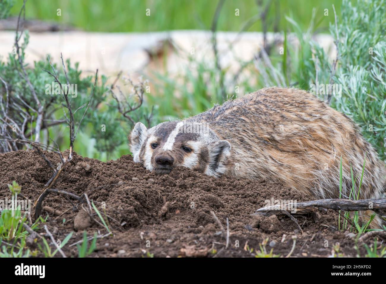 An American badger (Taxidea taxus) resting in the dirt at den site ...