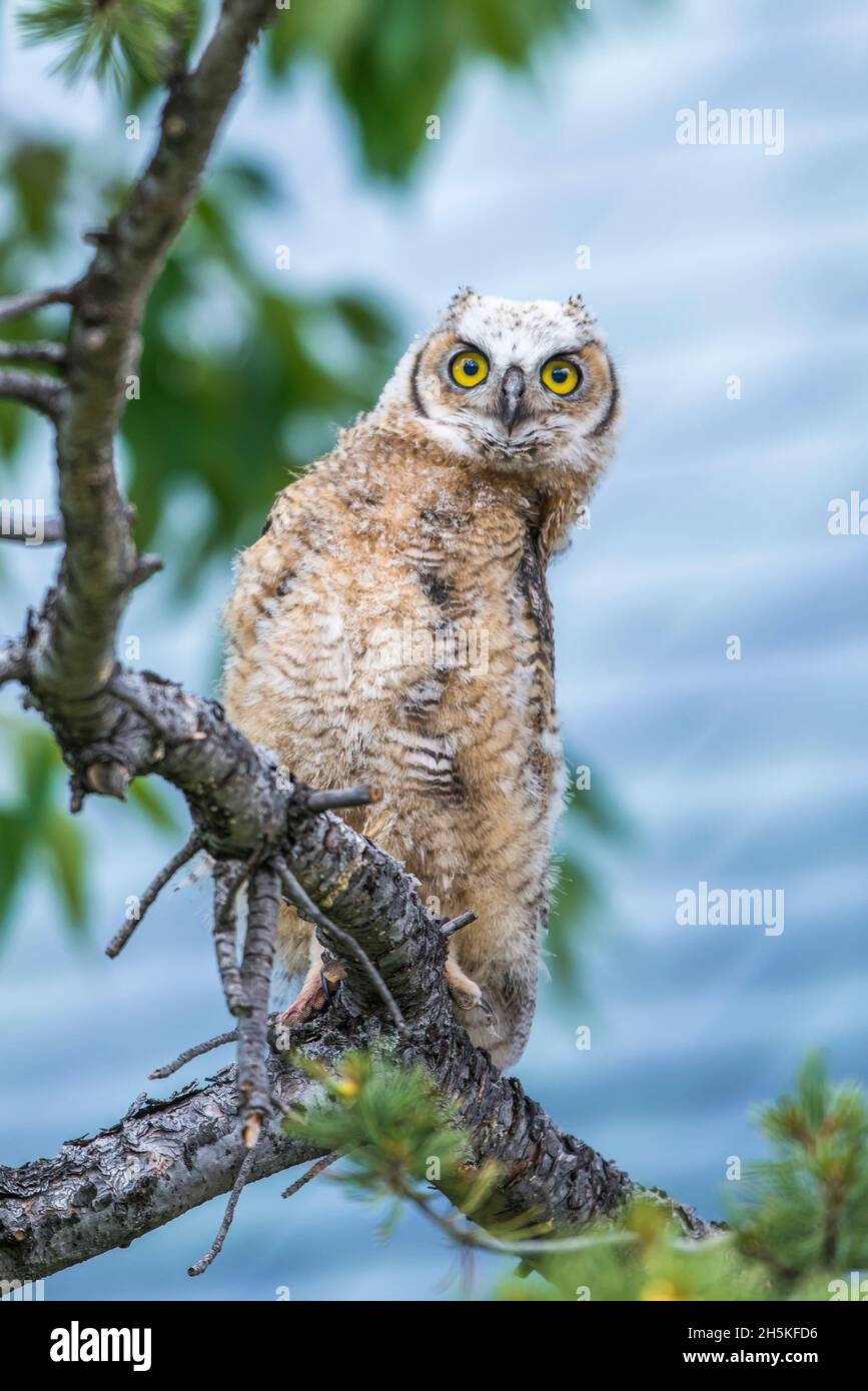Portrait of a juvenile great horned owl (Bubo virginianus) perched on a ...