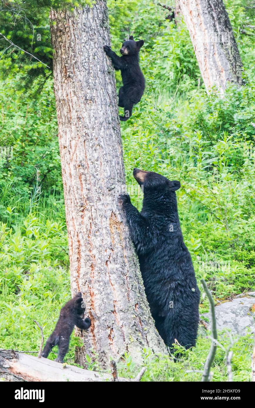 Black bear cubs tree hi-res stock photography and images - Alamy