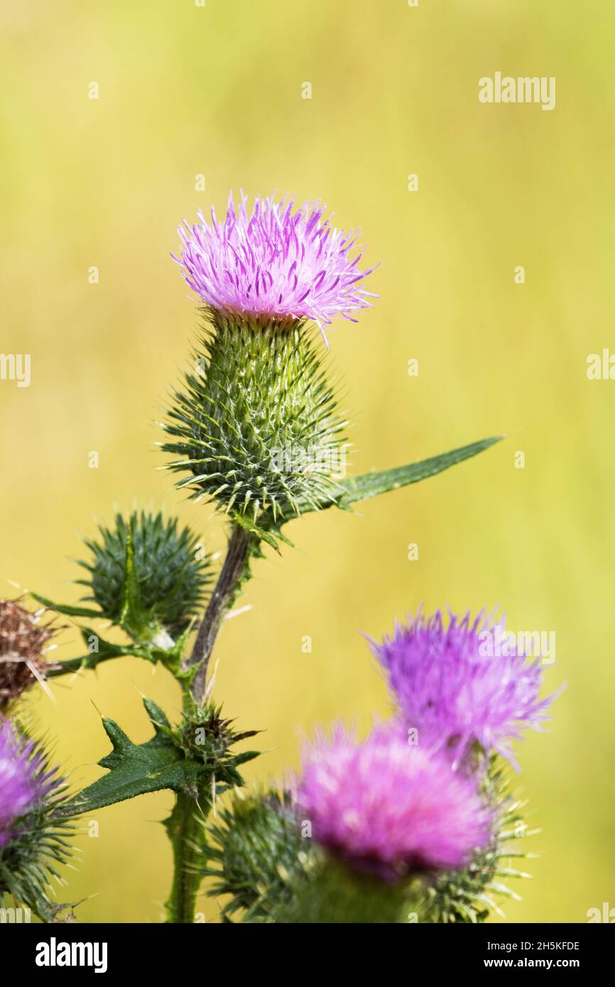 A close-up of a beautiful Spear thistle, Cirsium vulgare blooming ...
