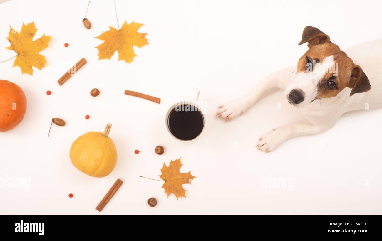 The dog lies next to a mug of black coffee and an autumn flat lei ...