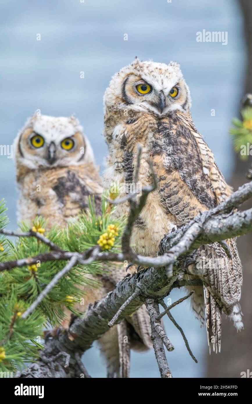 Juvenile great horned owls hi-res stock photography and images - Alamy