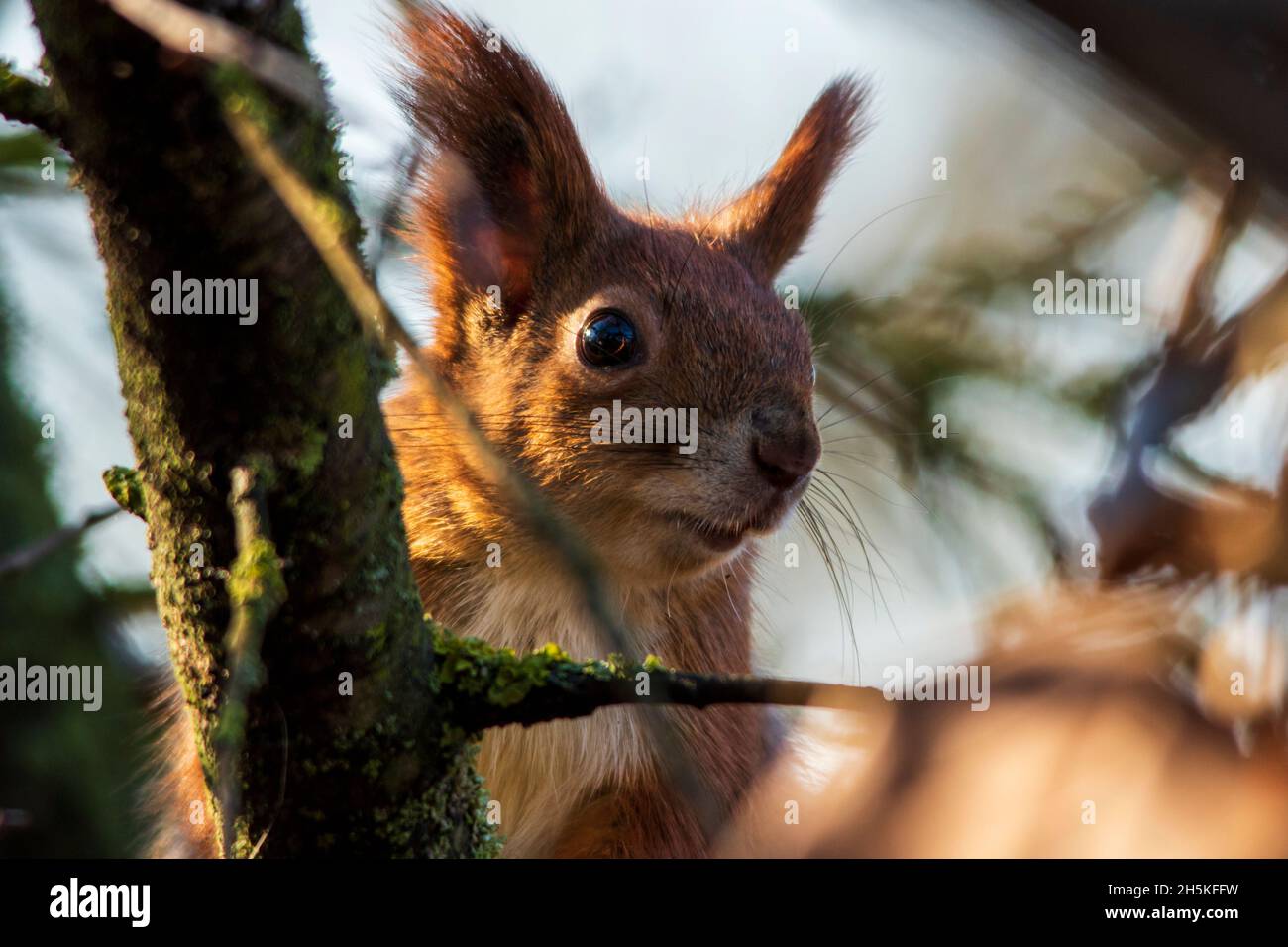 Red squirrel behind a tree trunk hi-res stock photography and images ...