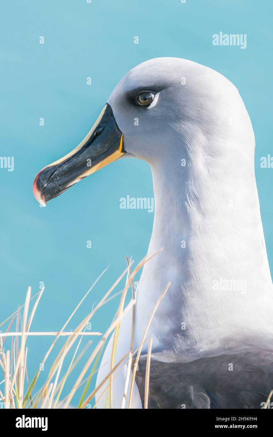Thalassarche chrysostoma hi-res stock photography and images - Alamy